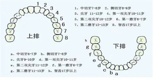 分析对比看6号牙和7号牙哪个更重要？角色不同，无论是6号牙还是7号牙都不可或缺！ - 贝色口腔
